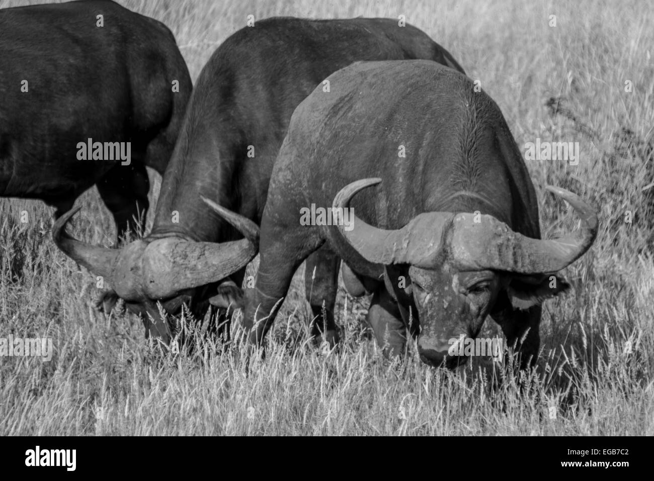 Cape buffalo photograph hi-res stock photography and images - Alamy
