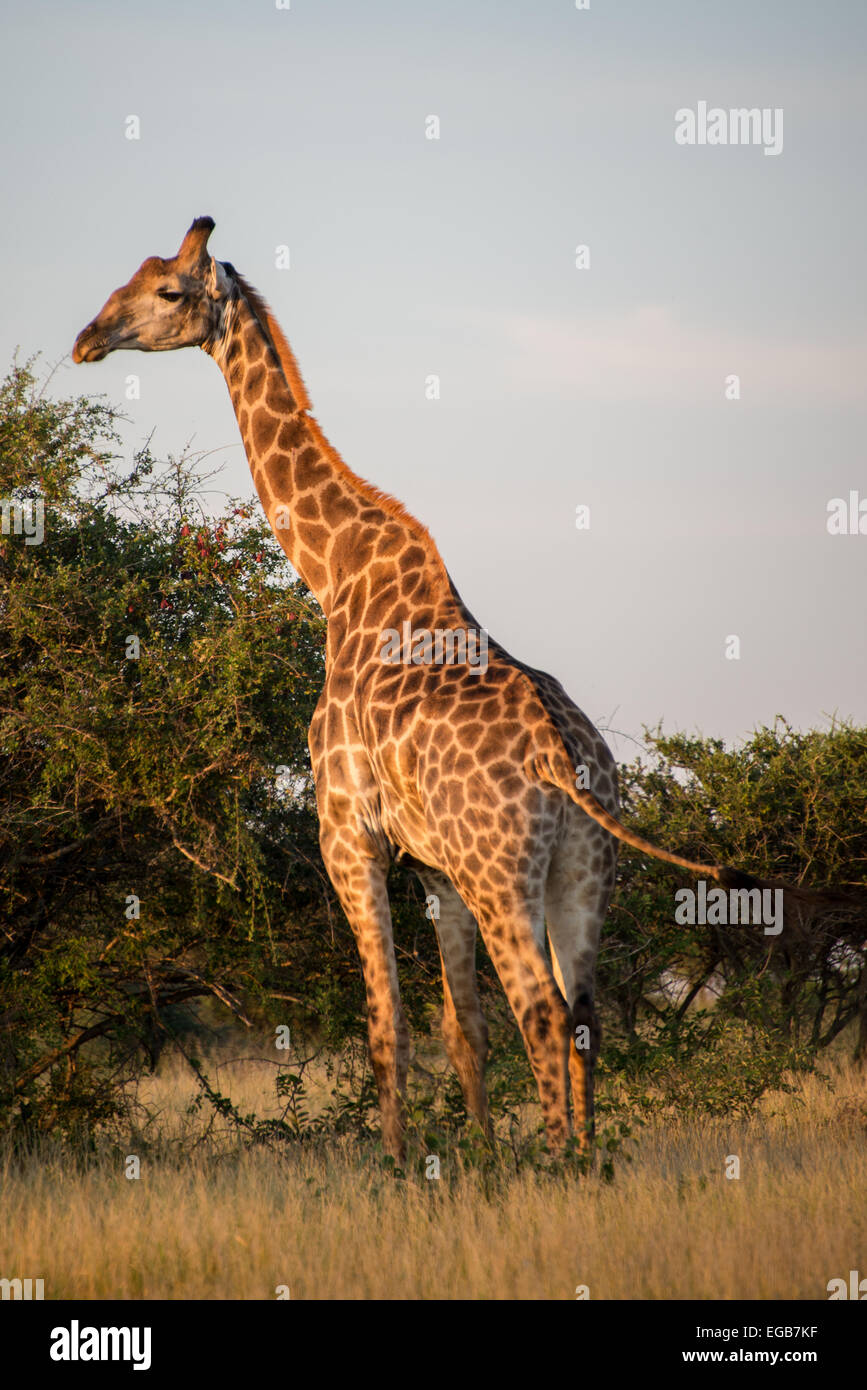 Giraffe sunset sun hi-res stock photography and images - Alamy