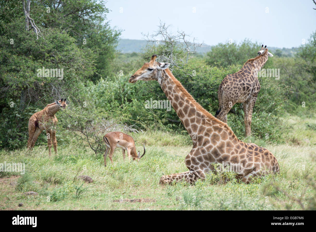 Resting giraffe hi-res stock photography and images - Alamy