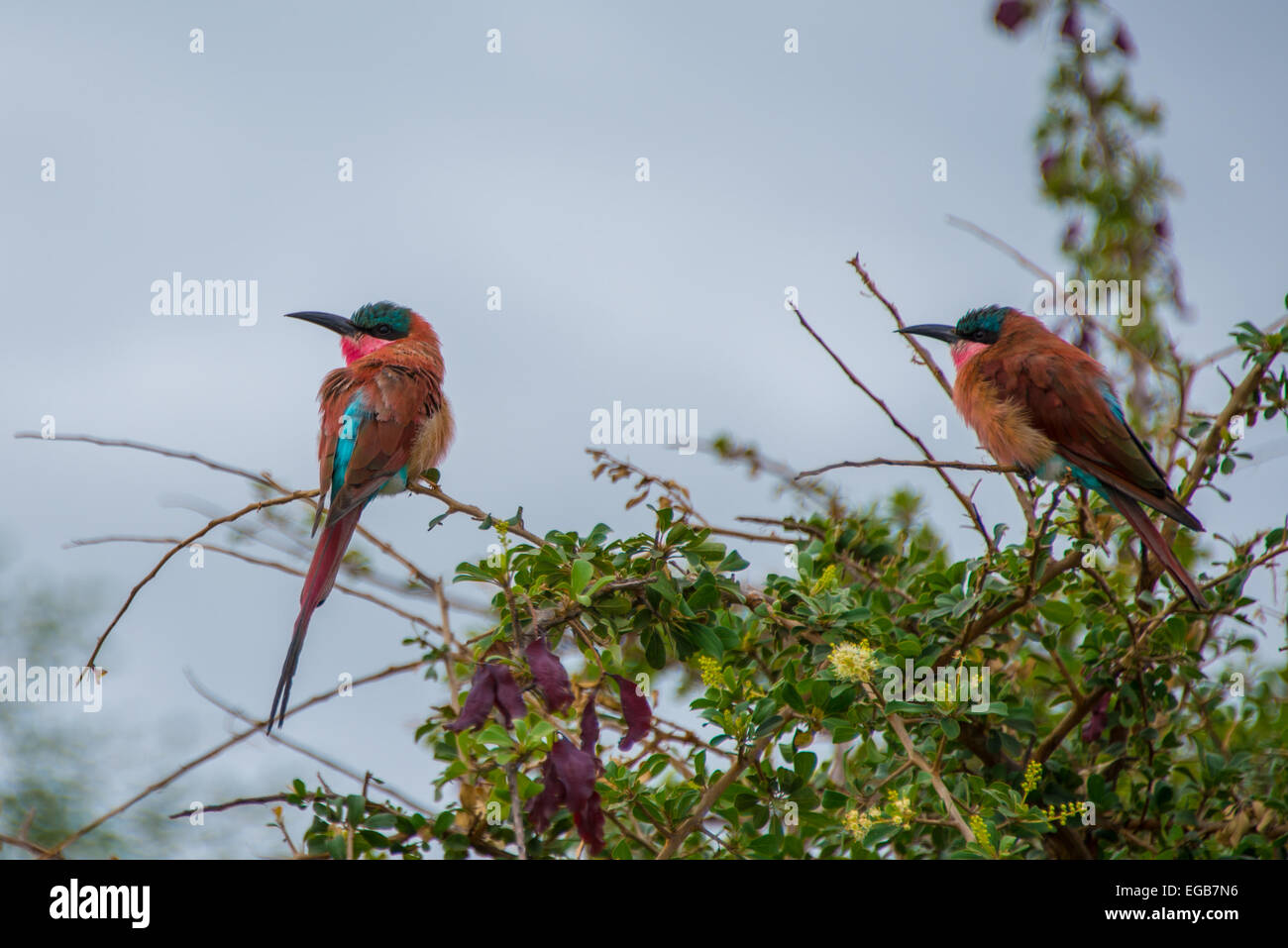 African bee eater hi-res stock photography and images - Alamy