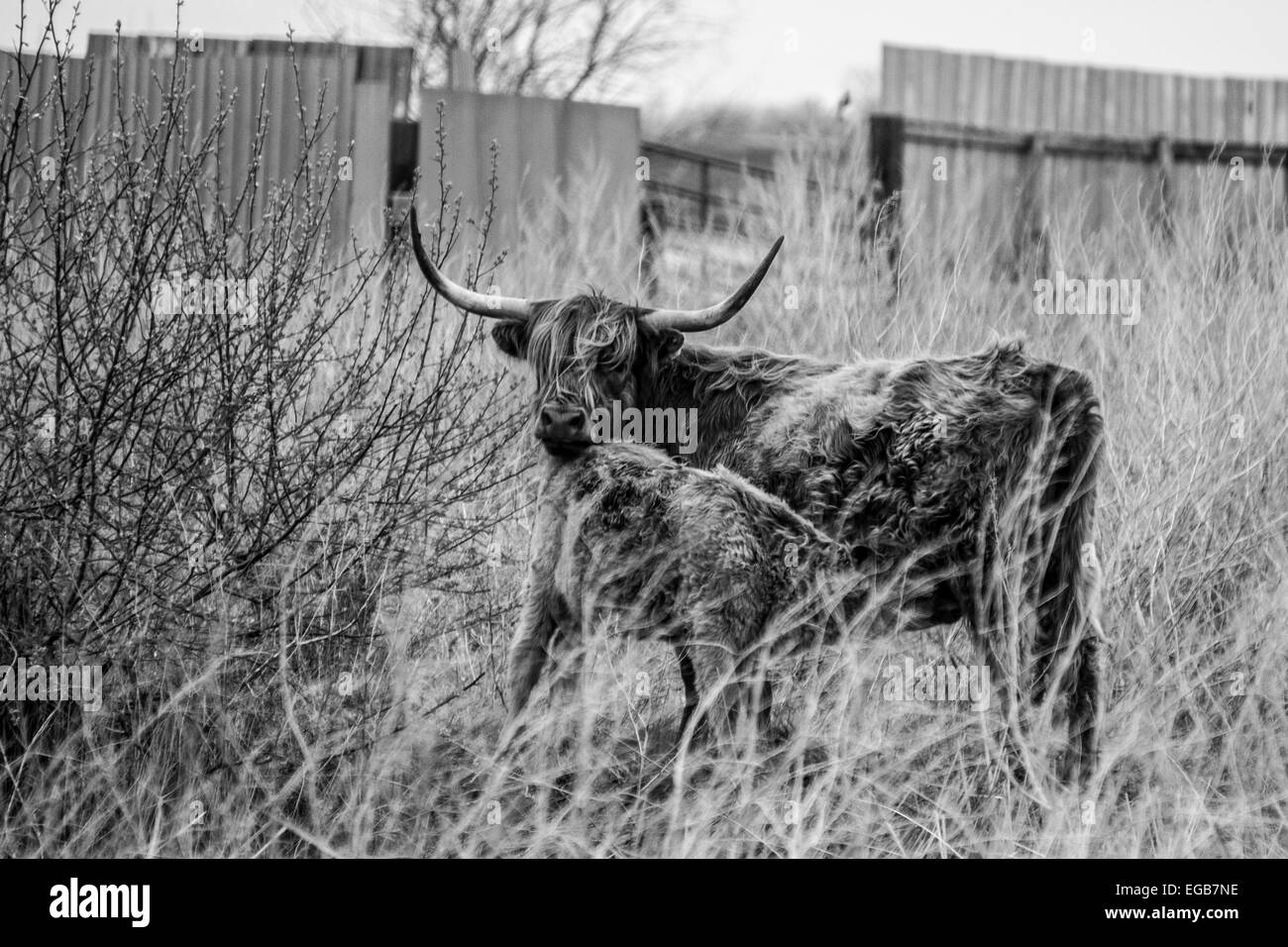 Steer Horn High Resolution Stock Photography and Images - Alamy