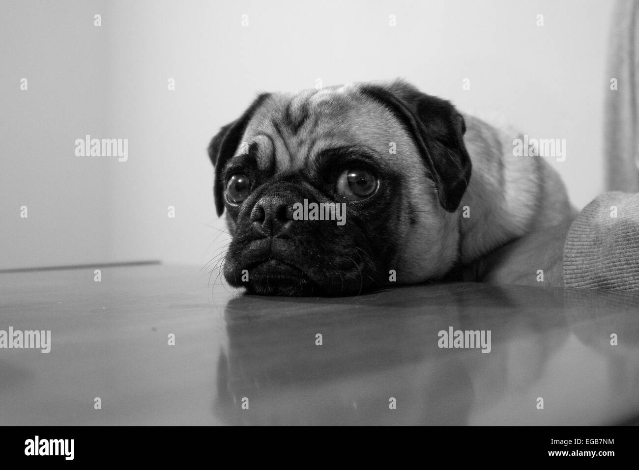 Use of chin rests hi-res stock photography and images - Alamy