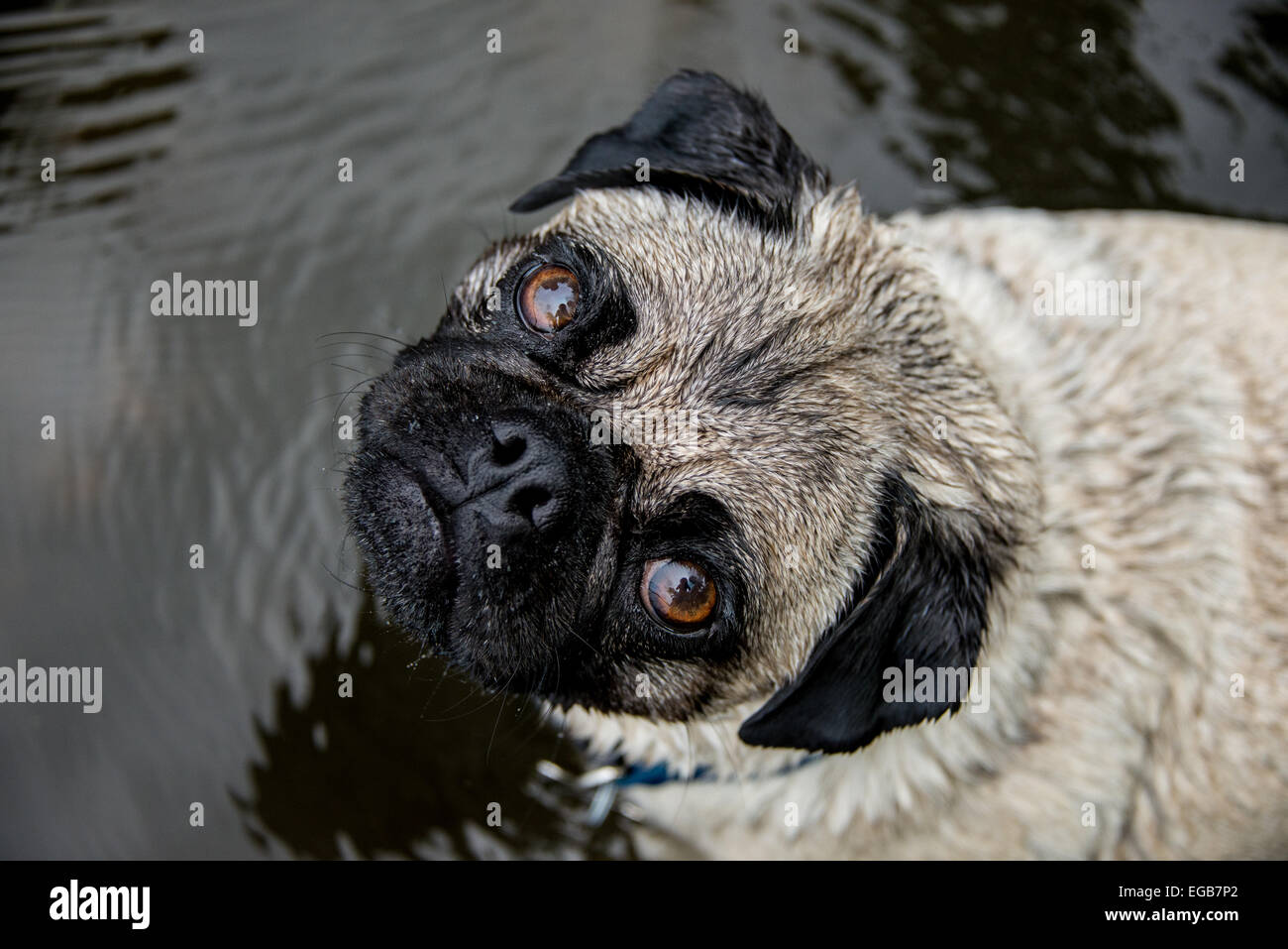 Can A Pug Swim
