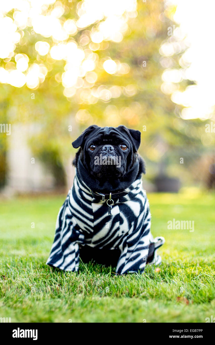 Dressed in a black suit hi-res stock photography and images - Alamy