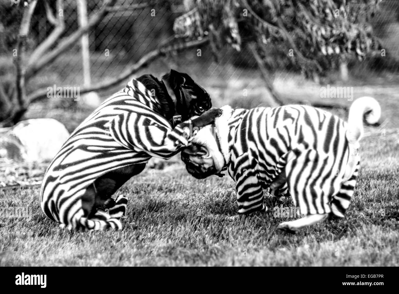A couple of pugs fighting with little zebra suits on Stock Photo - Alamy