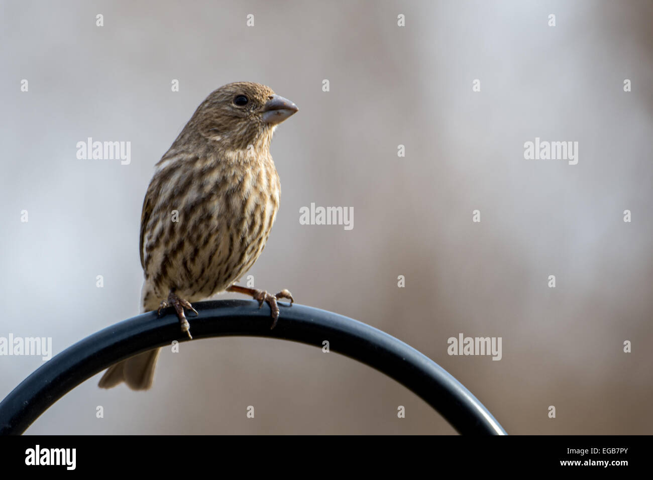 Female House Finch High Resolution Stock Photography and Images - Alamy