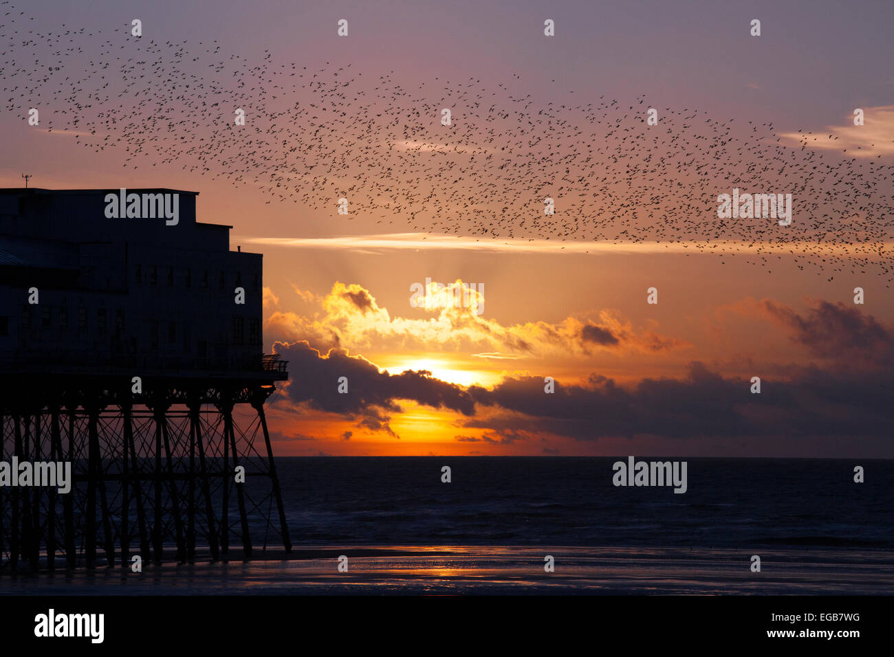 flock fly animal starling flight swarm bird dusk murmuration blackpool ...