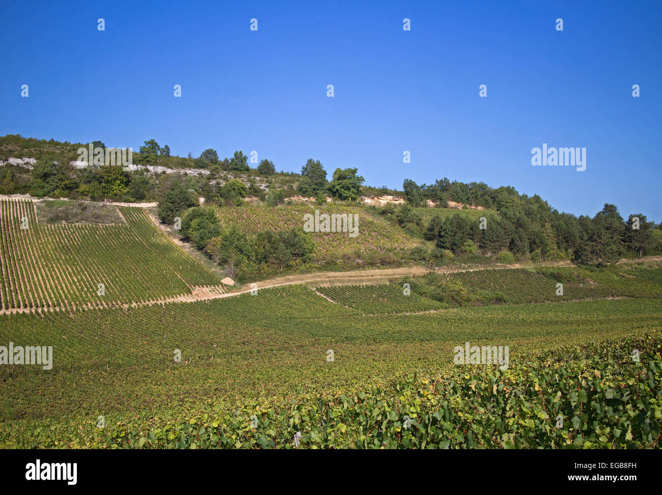 France french vineyard wine hi-res stock photography and images - Alamy