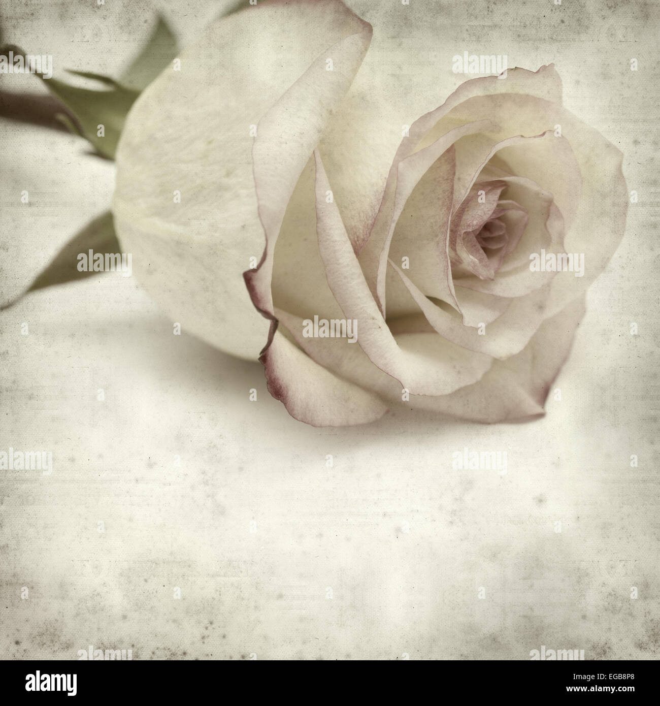 textured old paper background with pastel colored variegated rose Stock ...