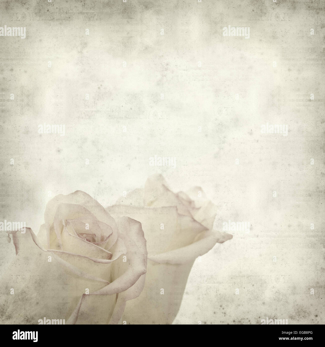 textured old paper background with pastel colored variegated rose Stock ...