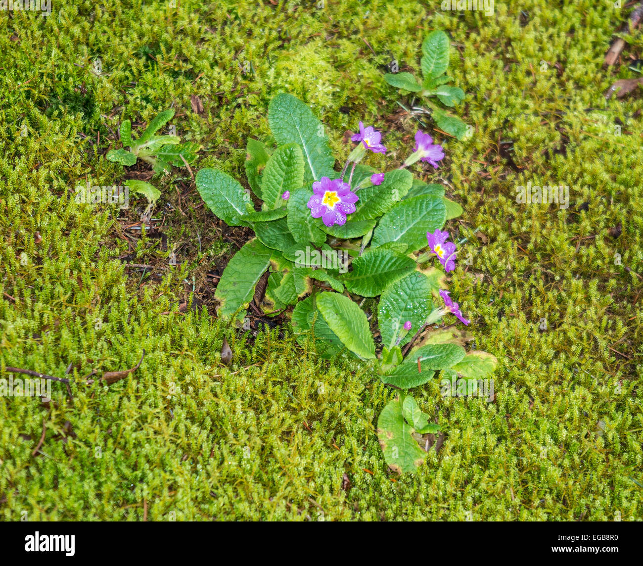 Northwest flower hi-res stock photography and images - Alamy