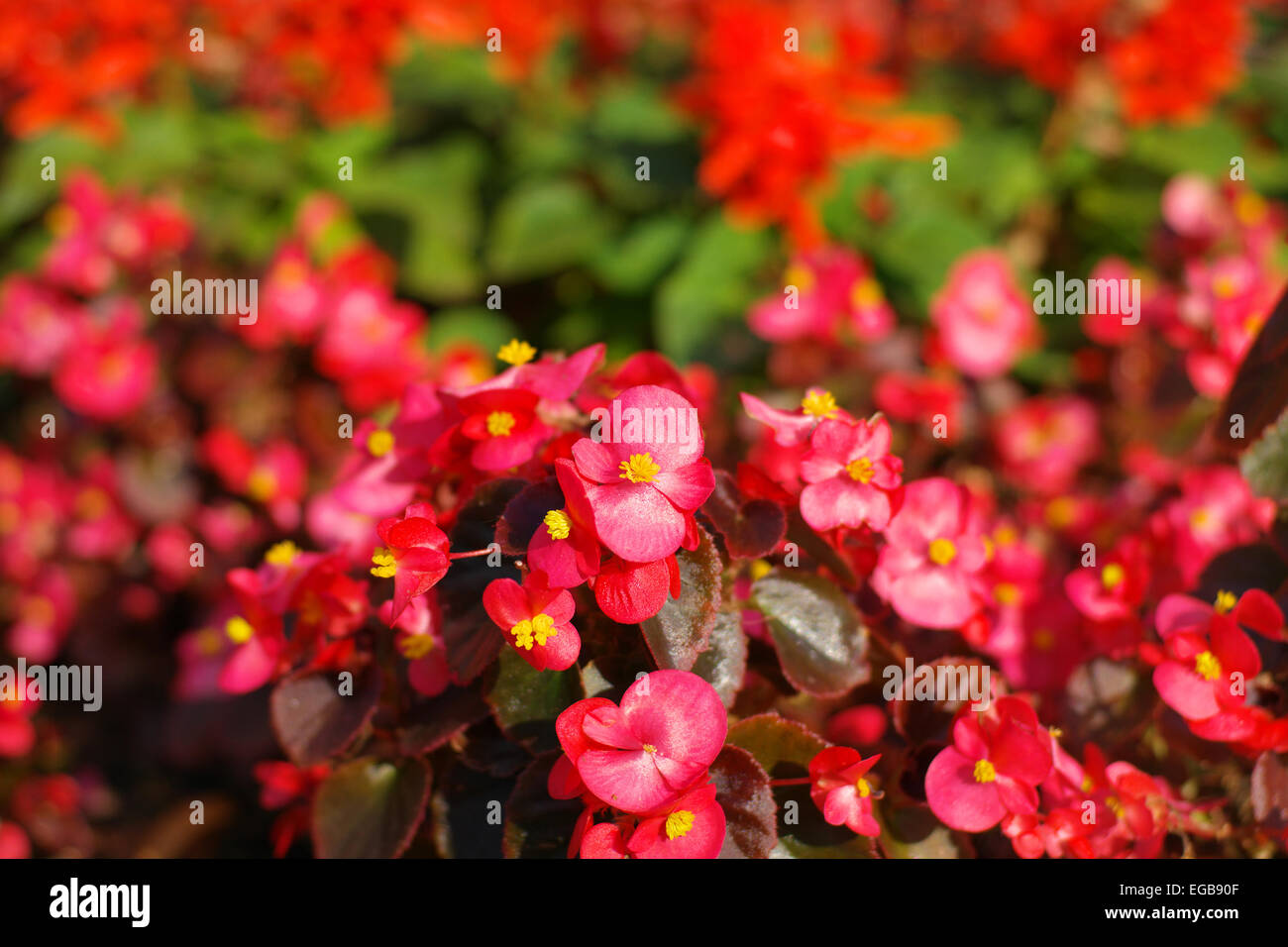 red little flowers Stock Photo - Alamy
