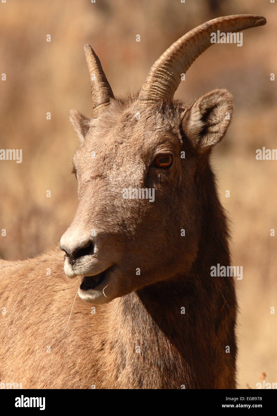 A Bighorn Sheep showing light and dark Stock Photo - Alamy