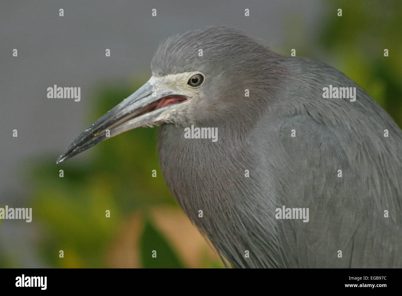 A Little Blue Heron giving a small hiccup Stock Photo - Alamy