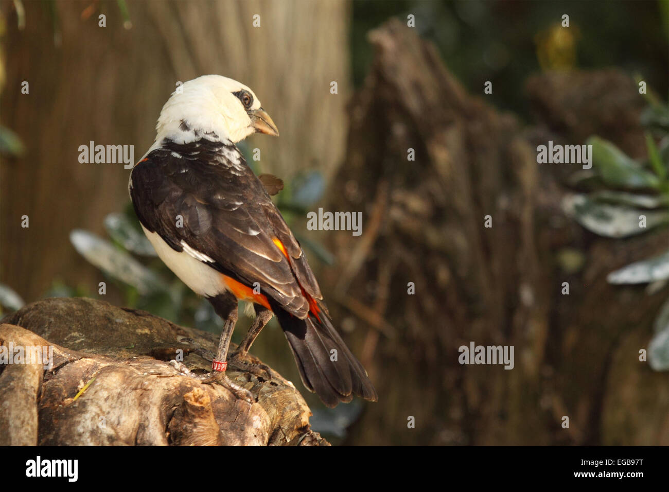 A White-headed Buffalo Weaver looking back Stock Photo - Alamy