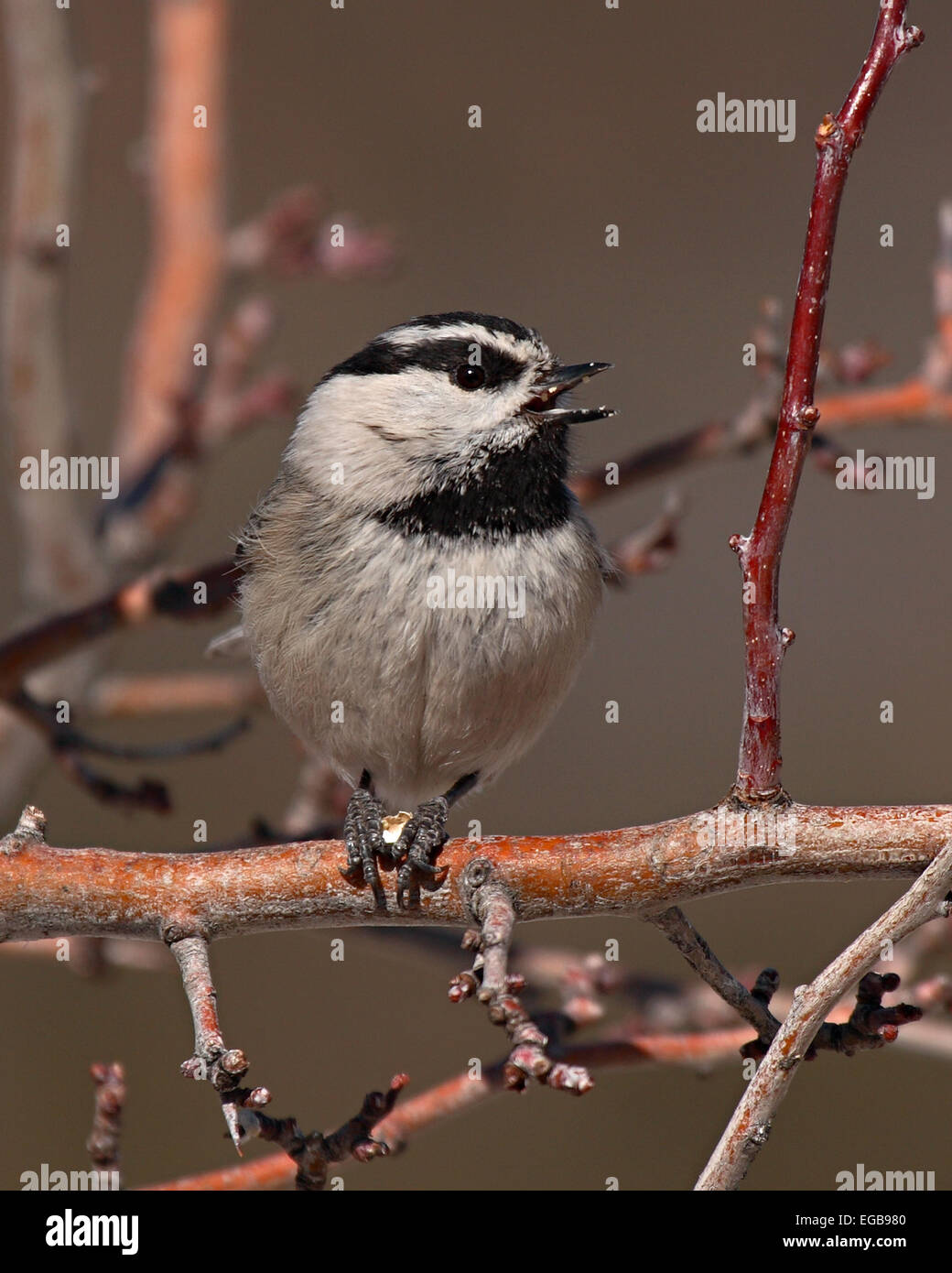 A Mountain Chickadee happily calling Stock Photo - Alamy