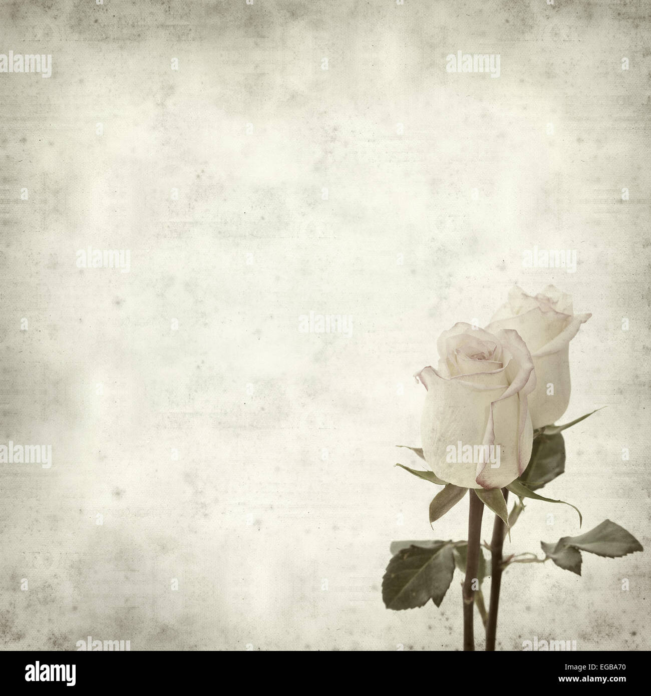 textured old paper background with pastel colored variegated rose Stock ...
