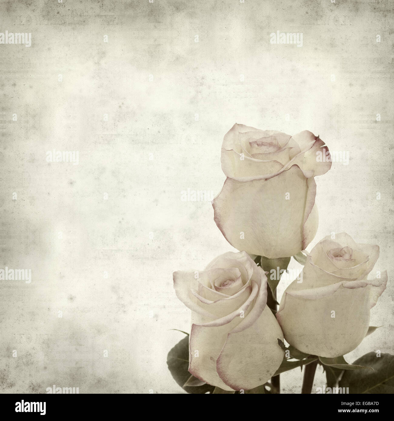 textured old paper background with pastel colored variegated rose Stock ...