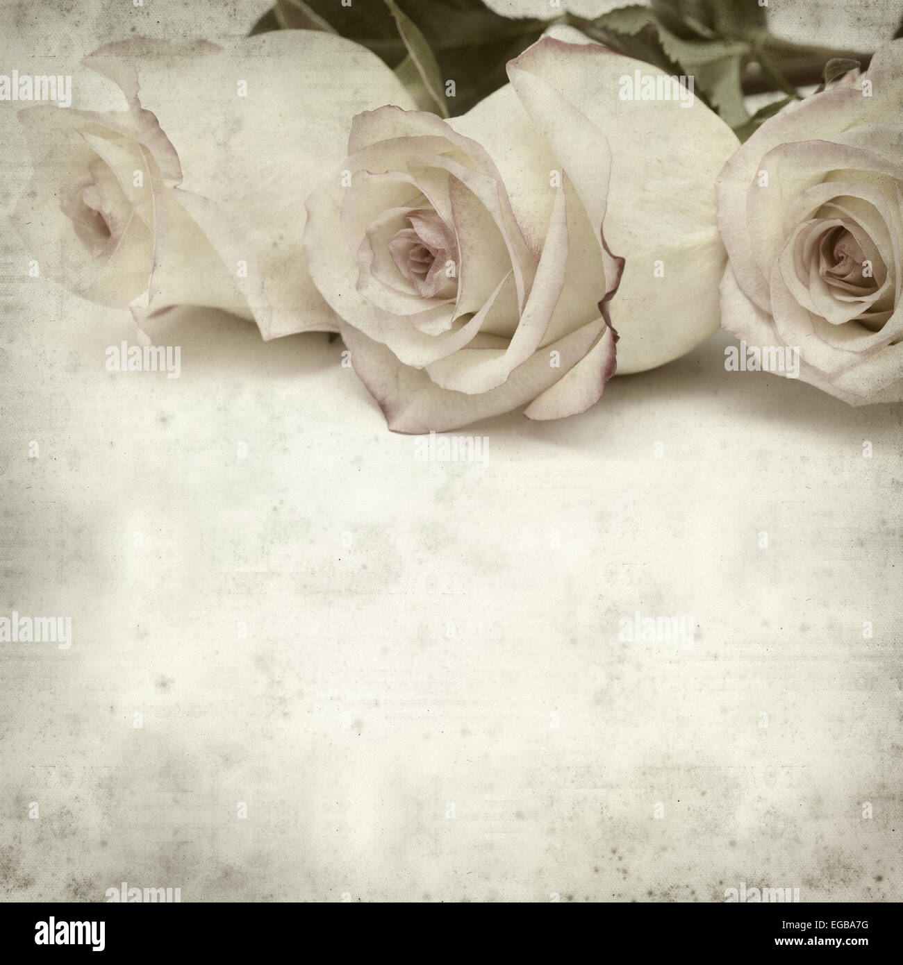 textured old paper background with pastel colored variegated rose Stock ...