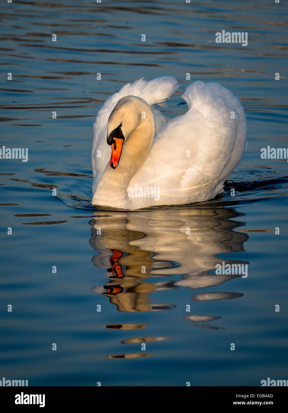 Male Swan Swims Proudly On Sunlit Lake Stock Photo - Alamy