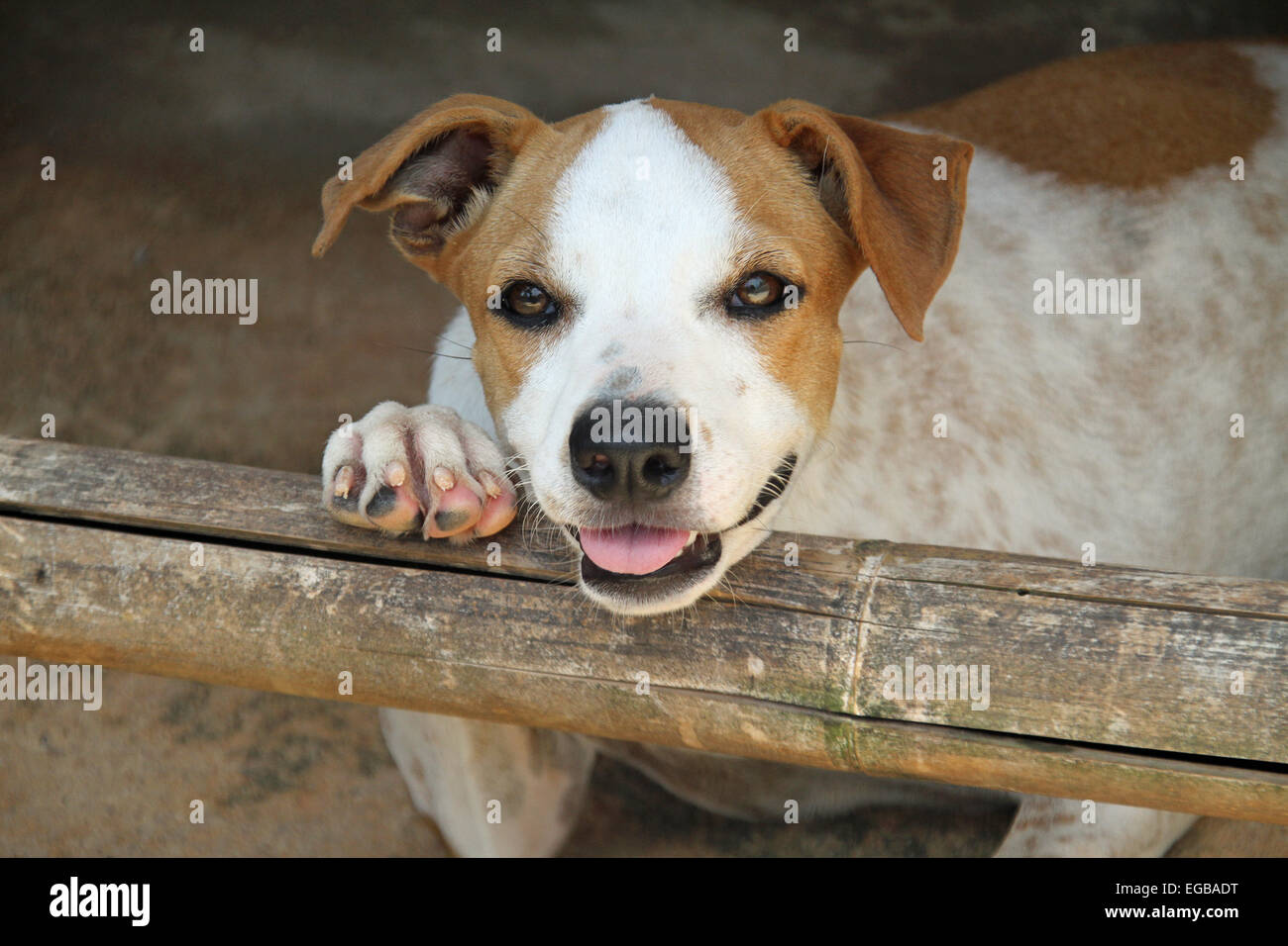 Dog resting on post Stock Photo - Alamy