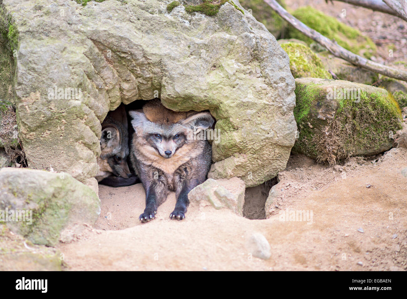 Fox den hi-res stock photography and images - Alamy