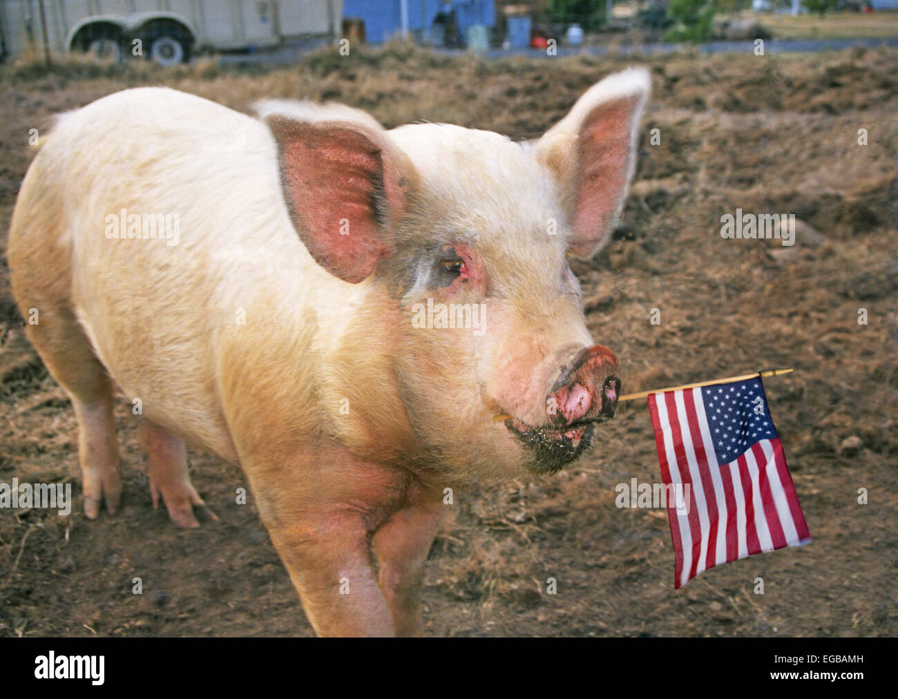 A large American yorkshire pig Stock Photo - Alamy