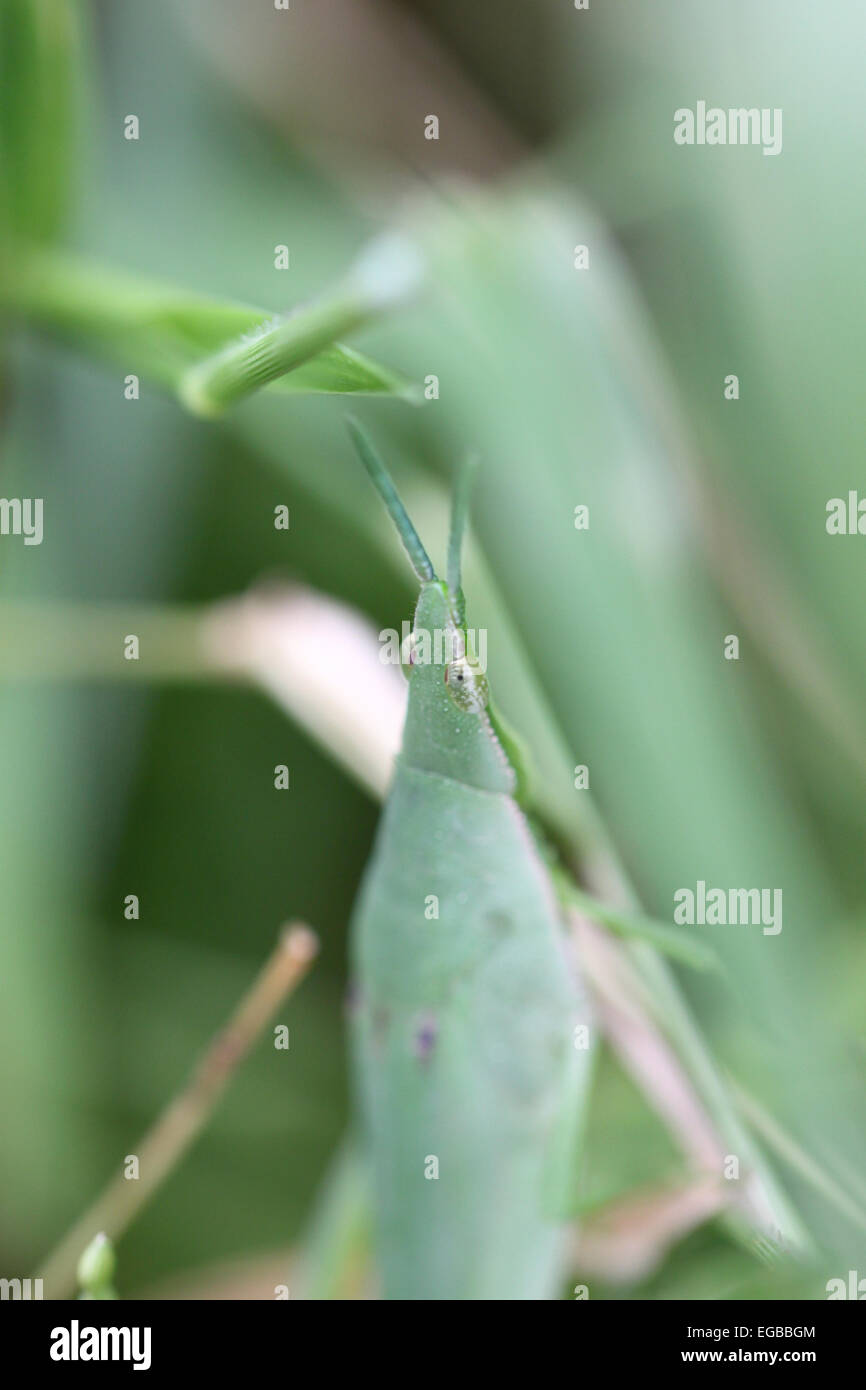 Grasshopper pests hi-res stock photography and images - Alamy