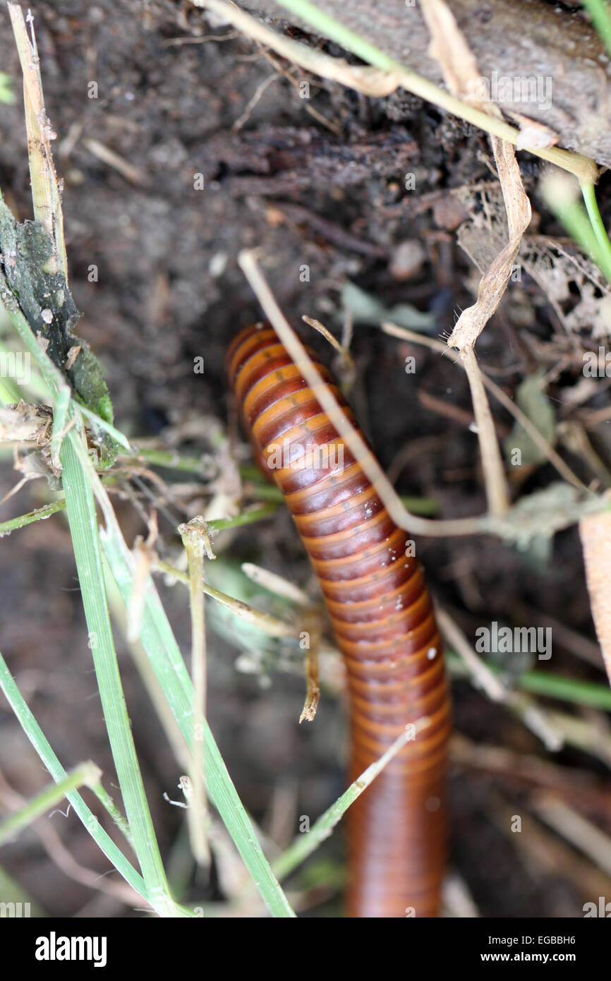 Millipedes hi-res stock photography and images - Alamy