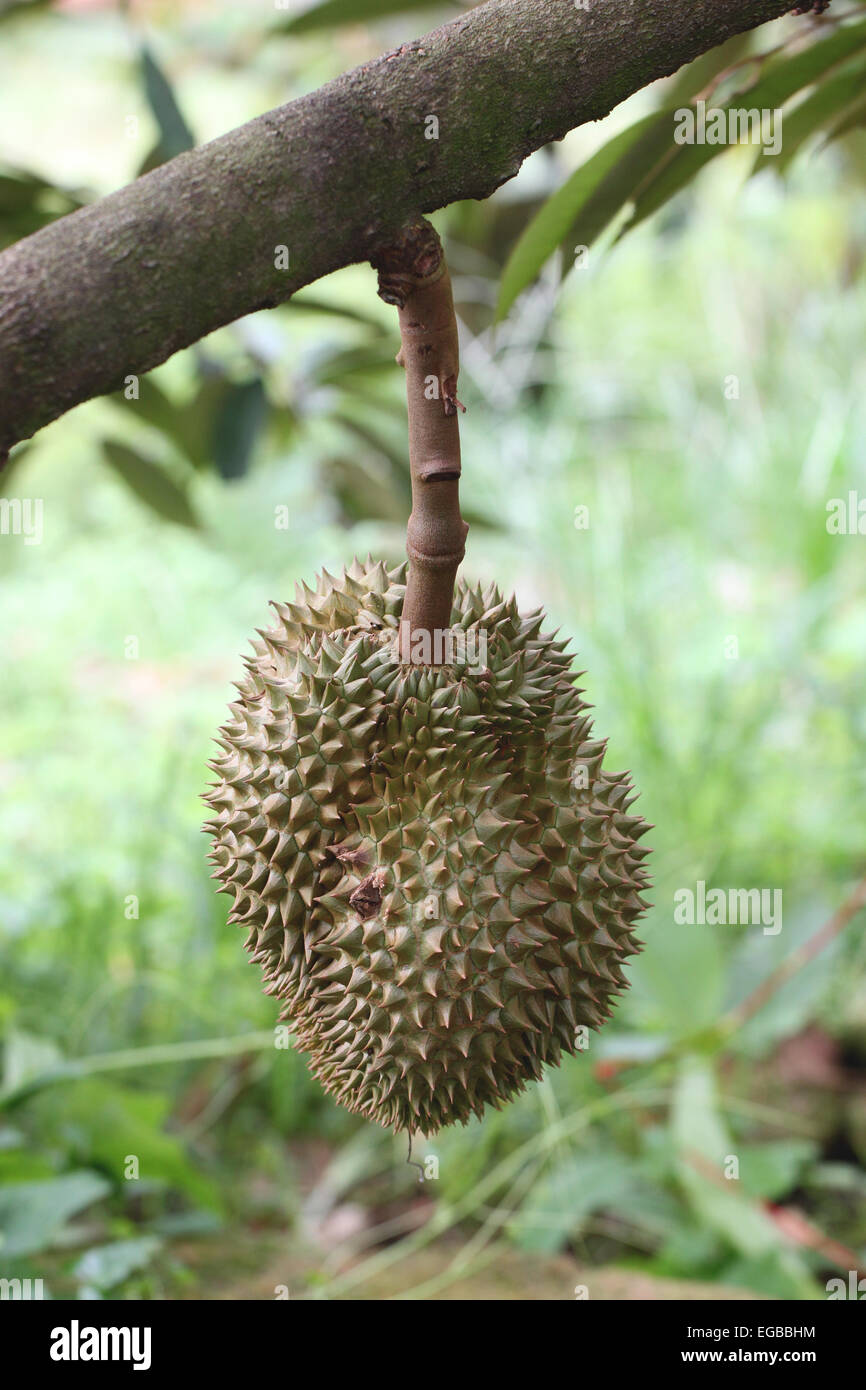 Fresh durian on the trees in orchards Stock Photo - Alamy