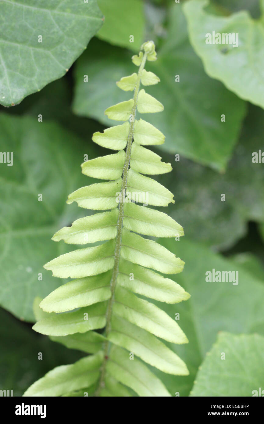 Natural leaf patterns hi-res stock photography and images - Alamy