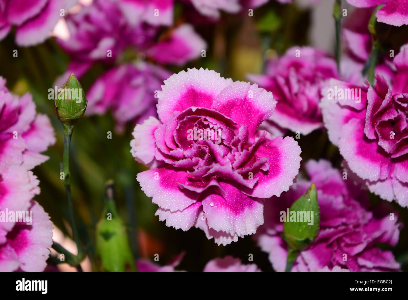 Carnation flower ,bi-colour flower Beautiful Flowers India Stock Photo ...