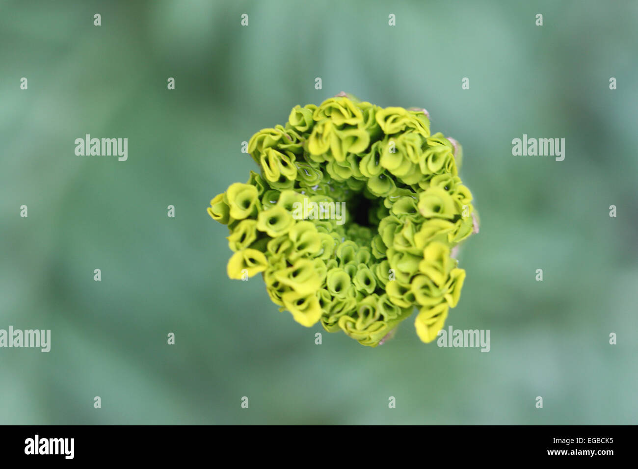 Pollen of flowers hi-res stock photography and images - Alamy