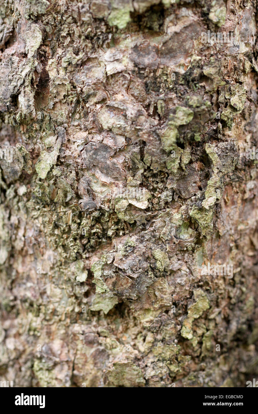 Smooth tree hi-res stock photography and images - Alamy