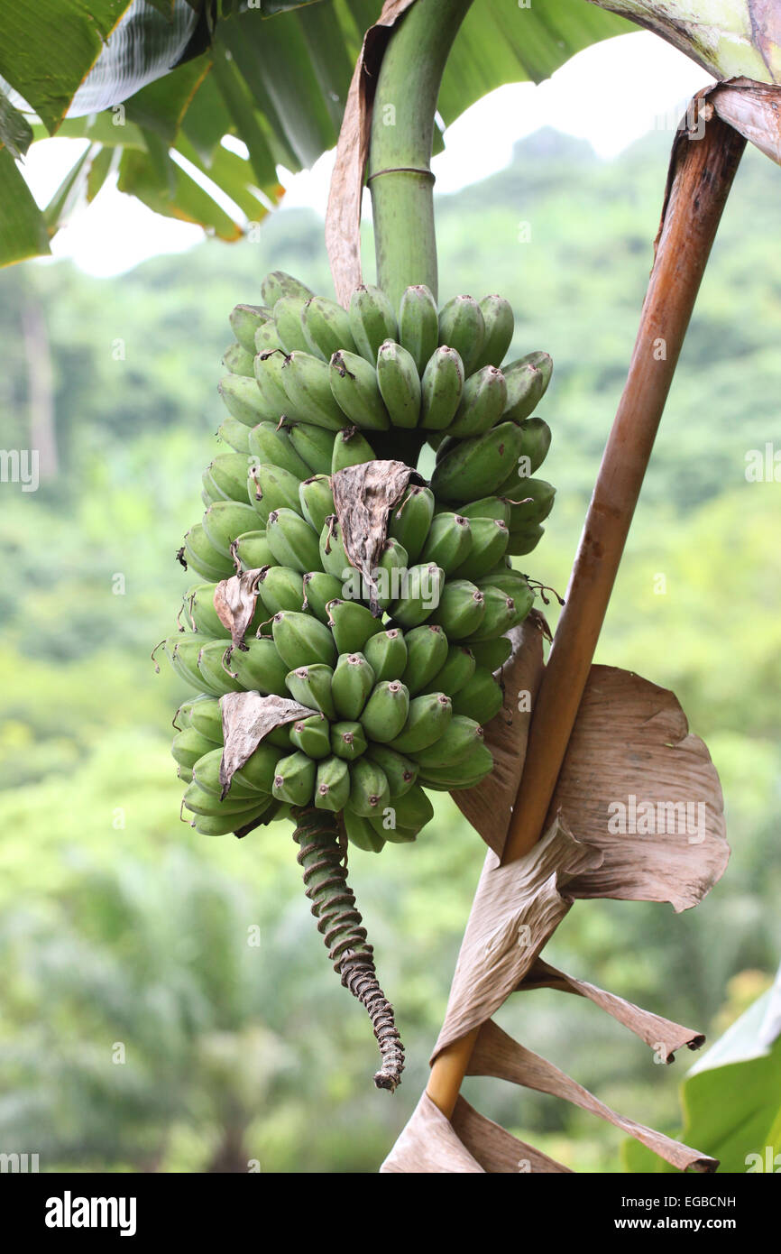 fresh wild bananas fruit on the tree Stock Photo - Alamy