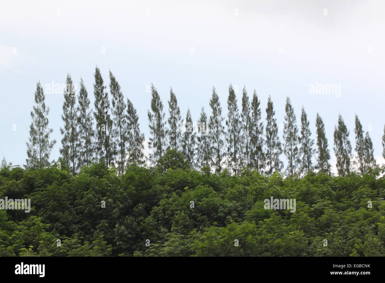 Landscape trees in background hi-res stock photography and images - Alamy