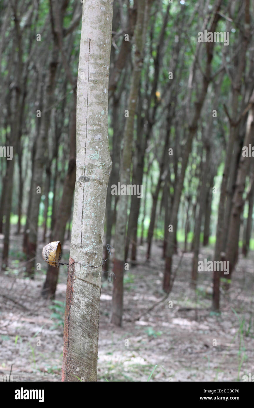Rubber trees in the garden Stock Photo - Alamy