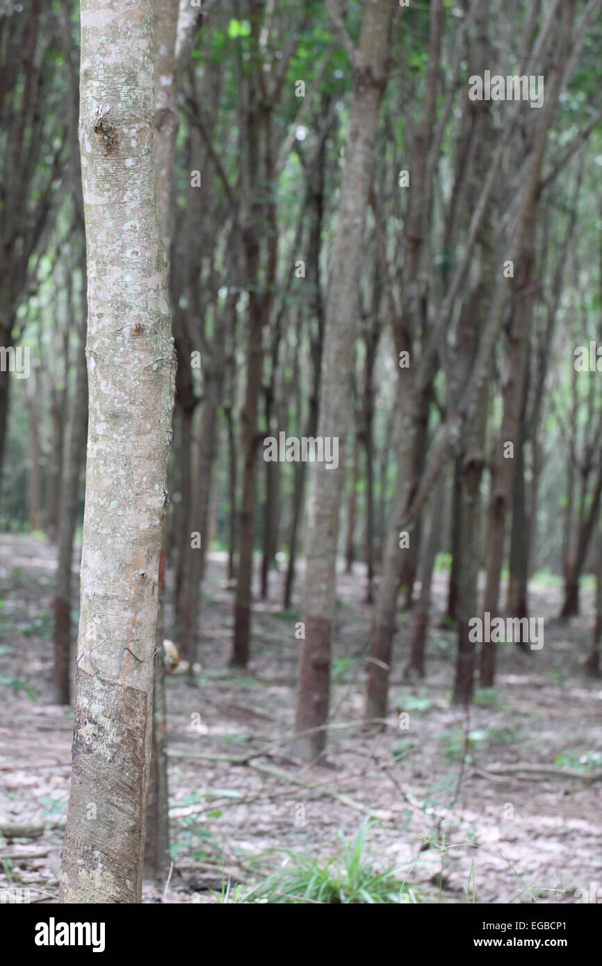 Rubber trees in the garden Stock Photo - Alamy