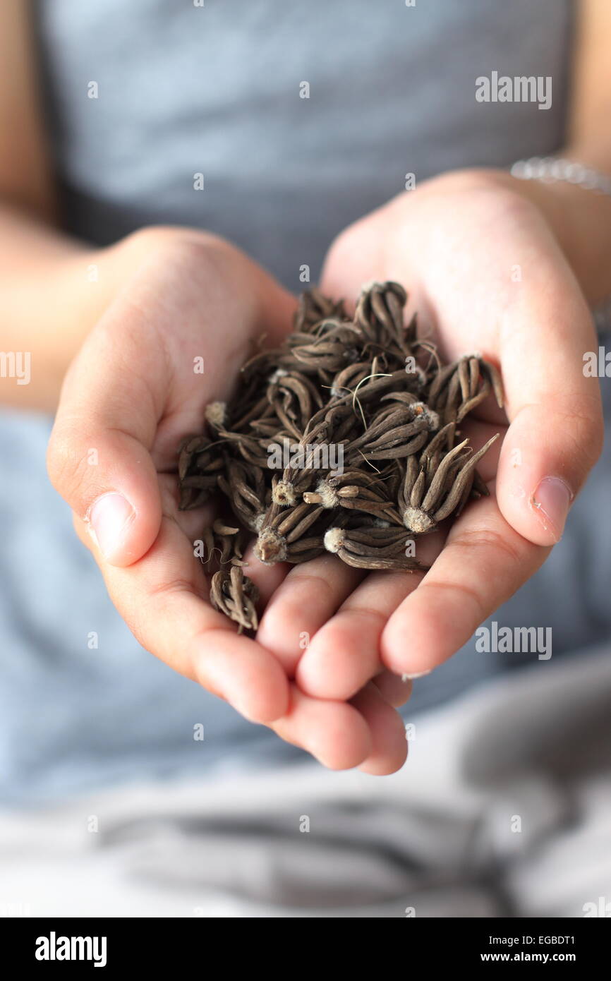 Bulbs seeds hi-res stock photography and images - Alamy