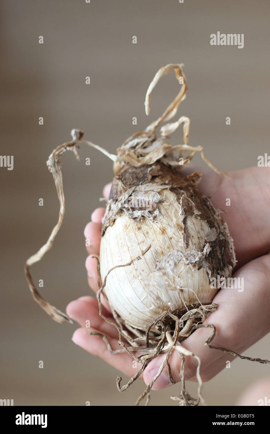 Close up of Amaryllis belladonna bulb in hands Stock Photo - Alamy