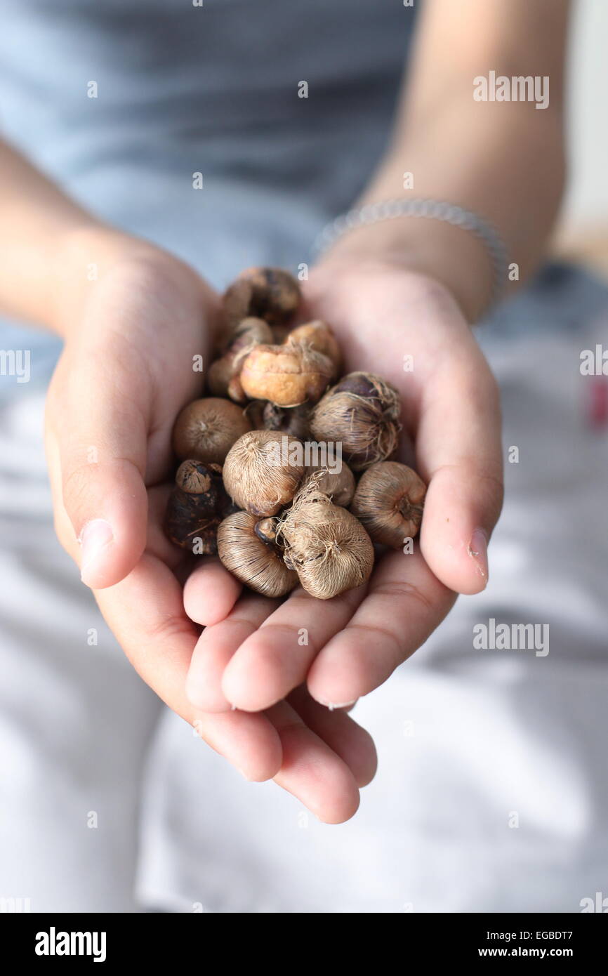 Ixia flower bulbs Stock Photo - Alamy