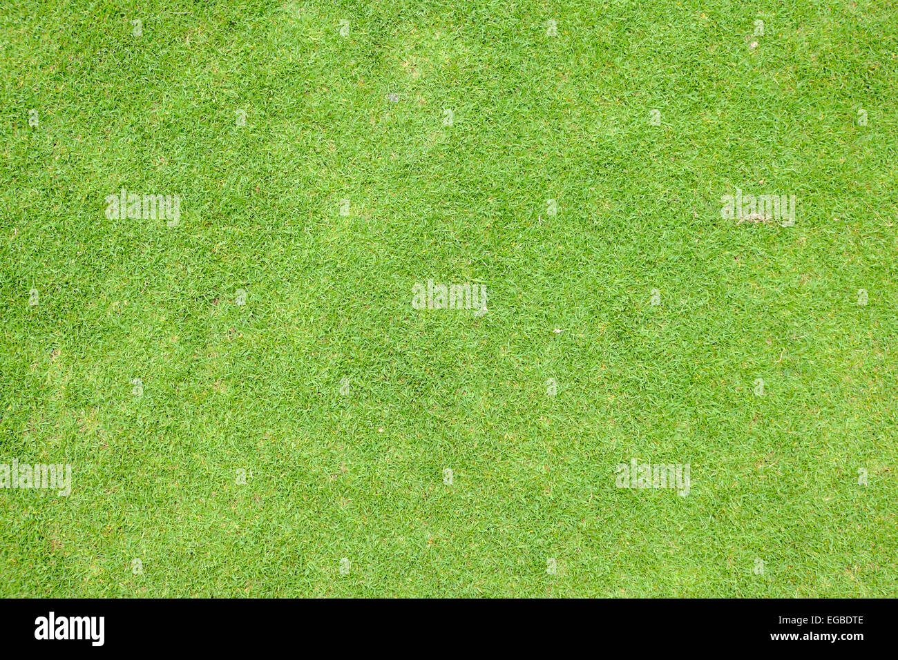 Grass Field Texture