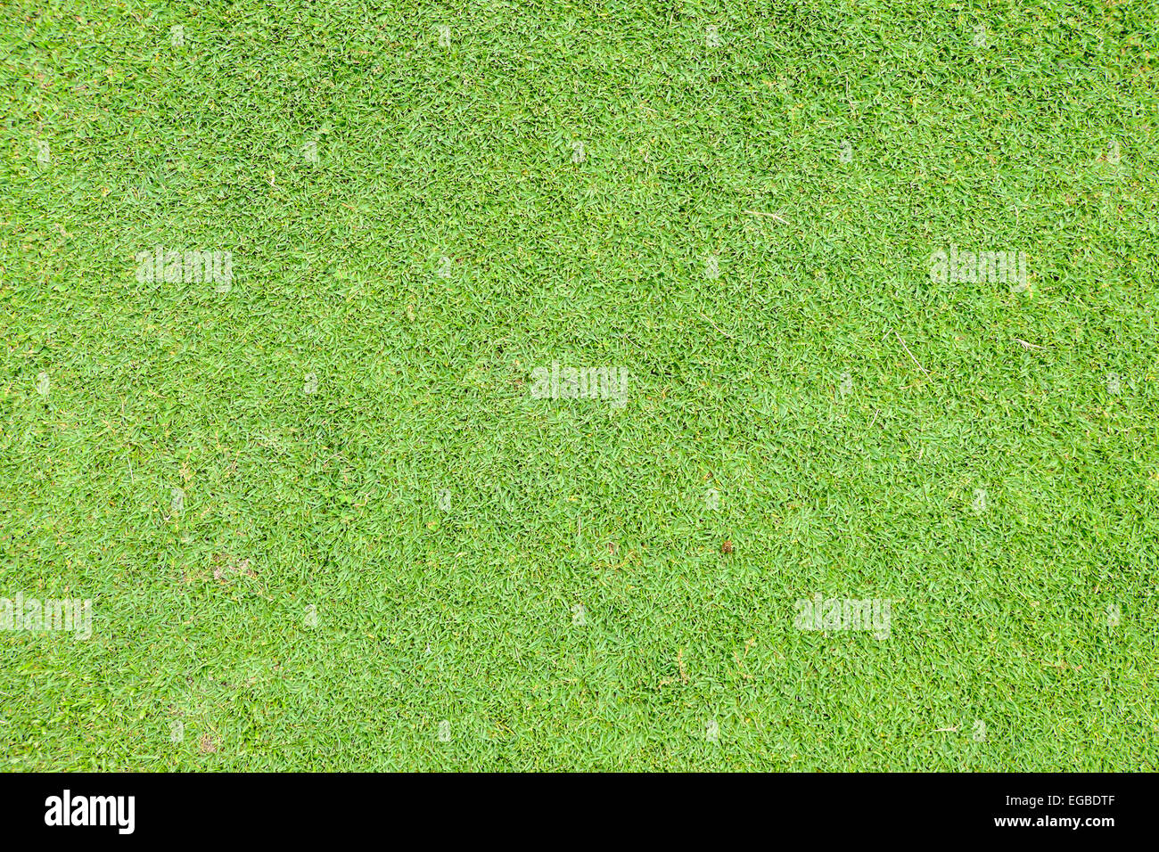 High grass field hi-res stock photography and images - Alamy