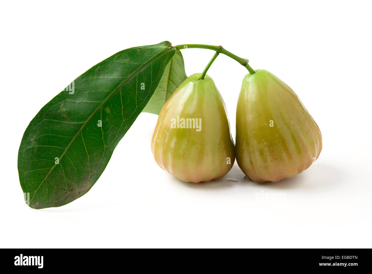 rose apple isolated on white background Stock Photo - Alamy
