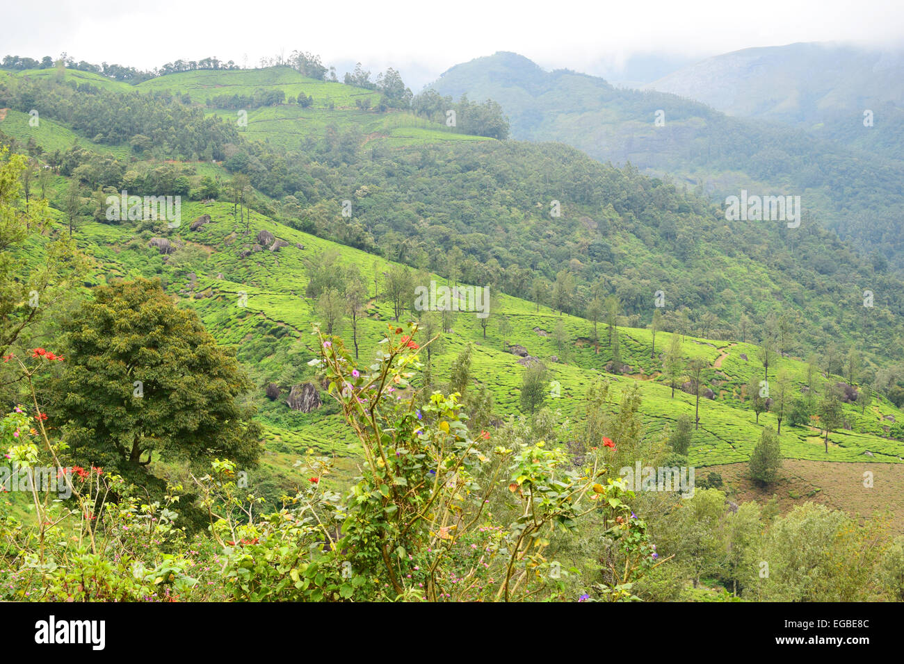 Munnar Hills Landscape View of Lush Green Western Ghats Munnar Kerala ...