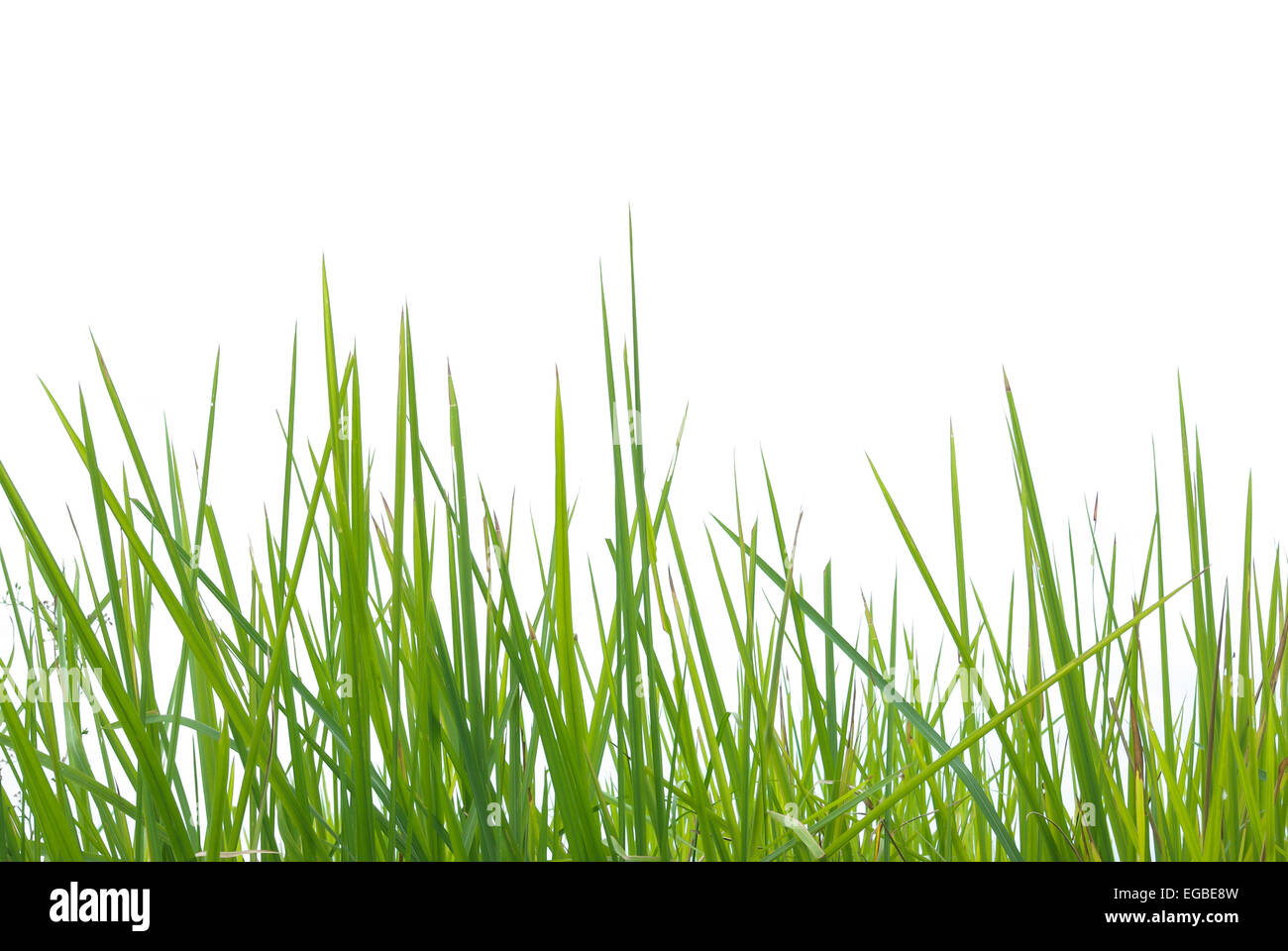 green grass on white background Stock Photo - Alamy