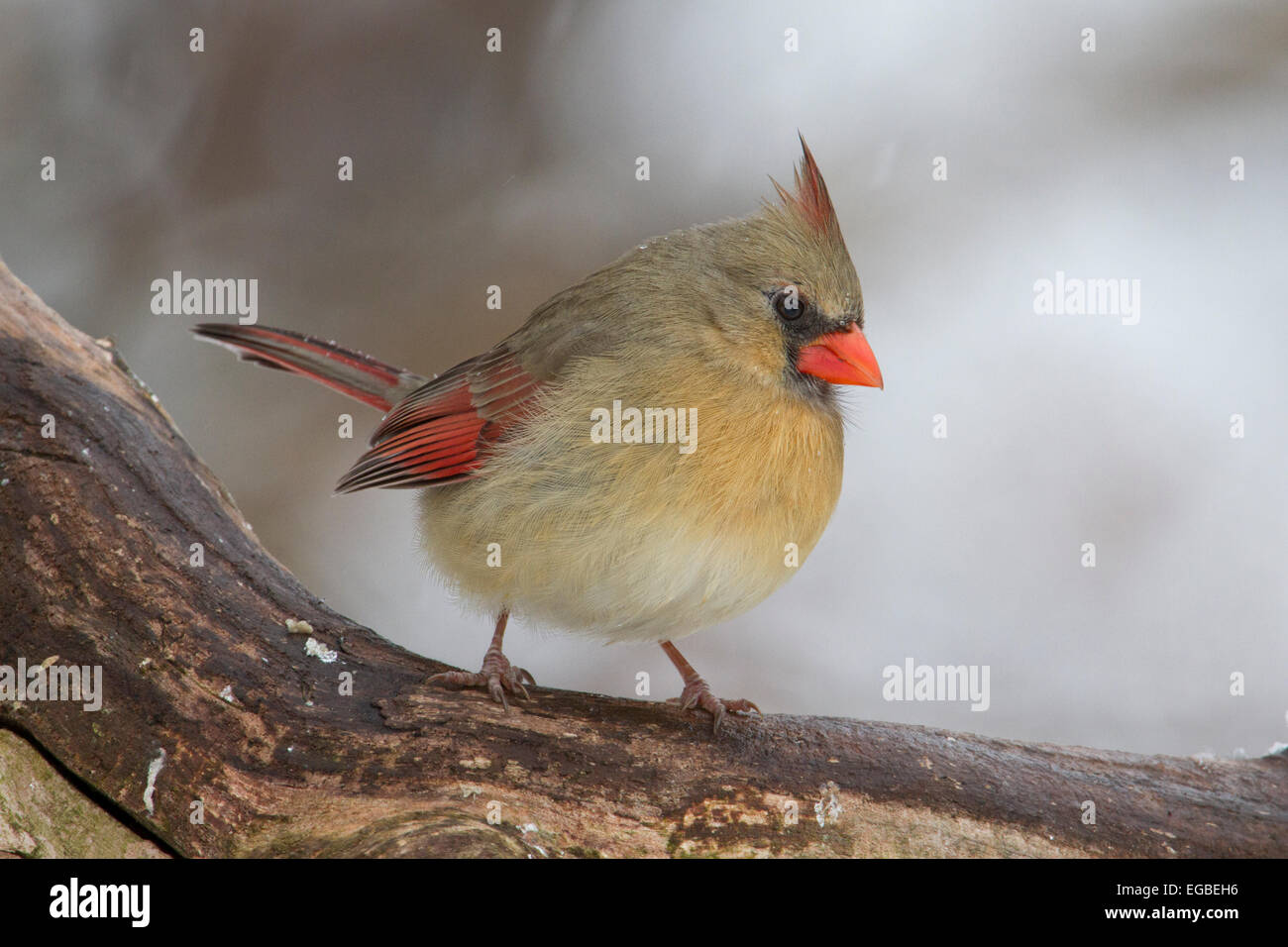 Female Northern Cardinal (Cardinalis cardinalis) on a tree branch in ...