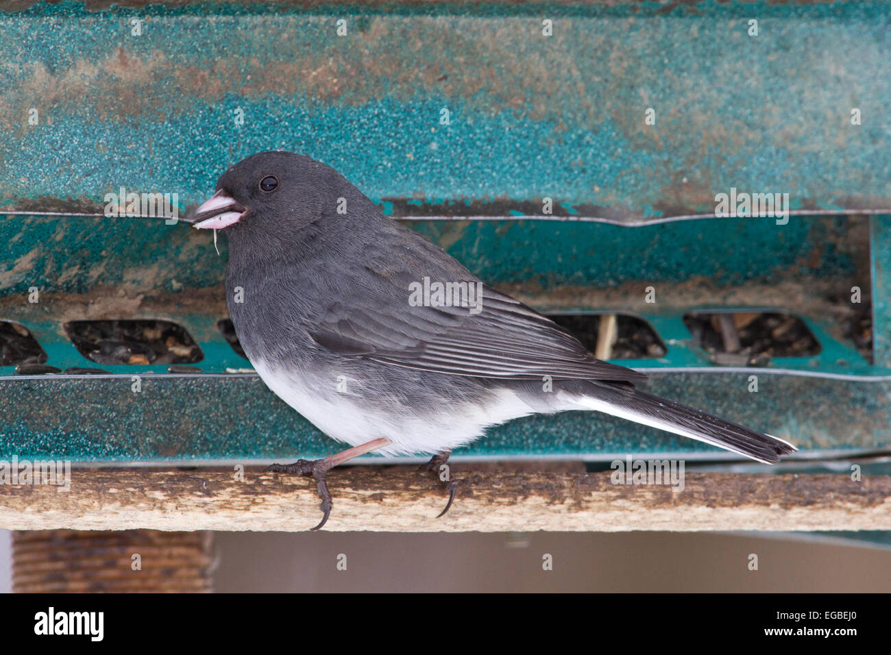 Junco at feeder hi-res stock photography and images - Alamy