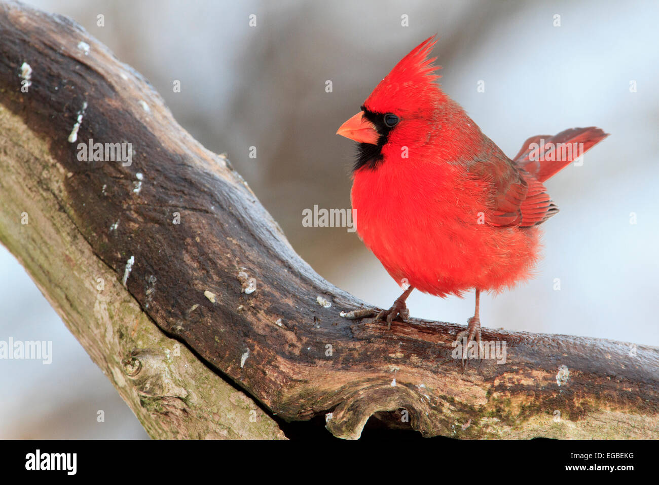 Male Northern Cardinal (Cardinalis cardinalis) on a tree branch in the ...