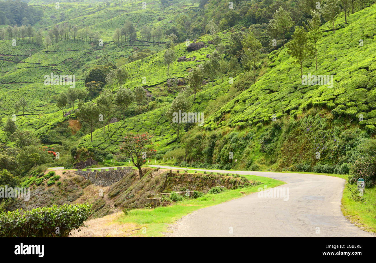 Scenic view of Munnar Tea Plantation Munnar Kerala India Stock Photo ...